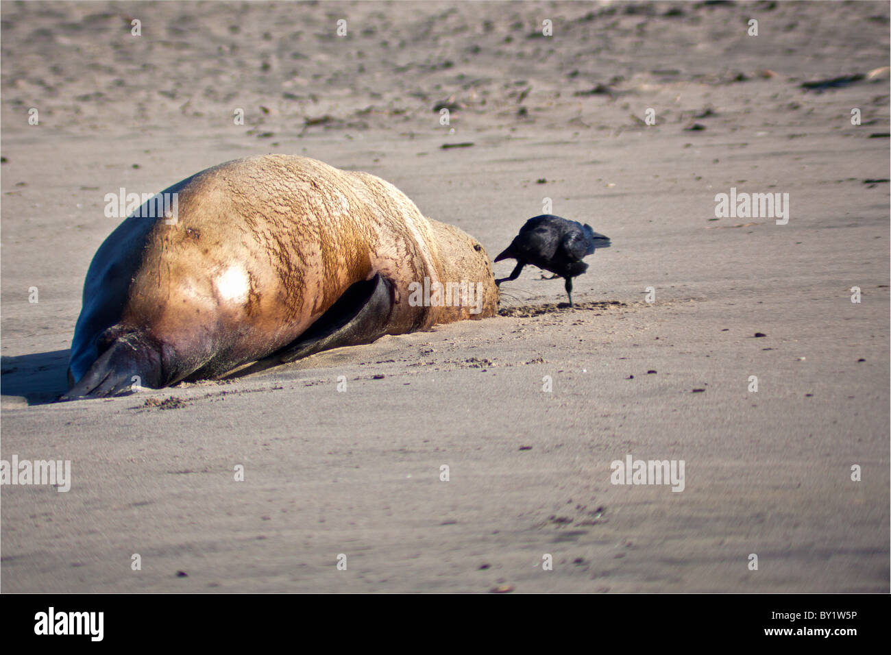 Lion dead hi-res stock photography and images - Alamy