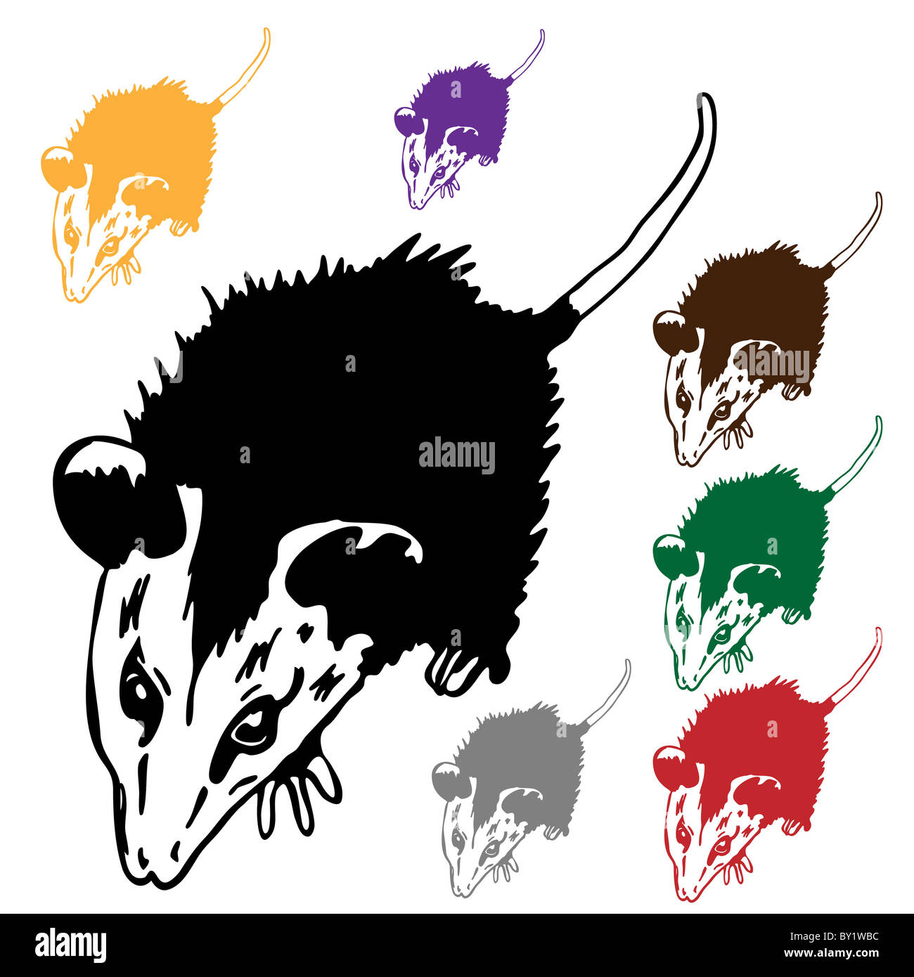 Possum purple hi-res stock photography and images - Alamy