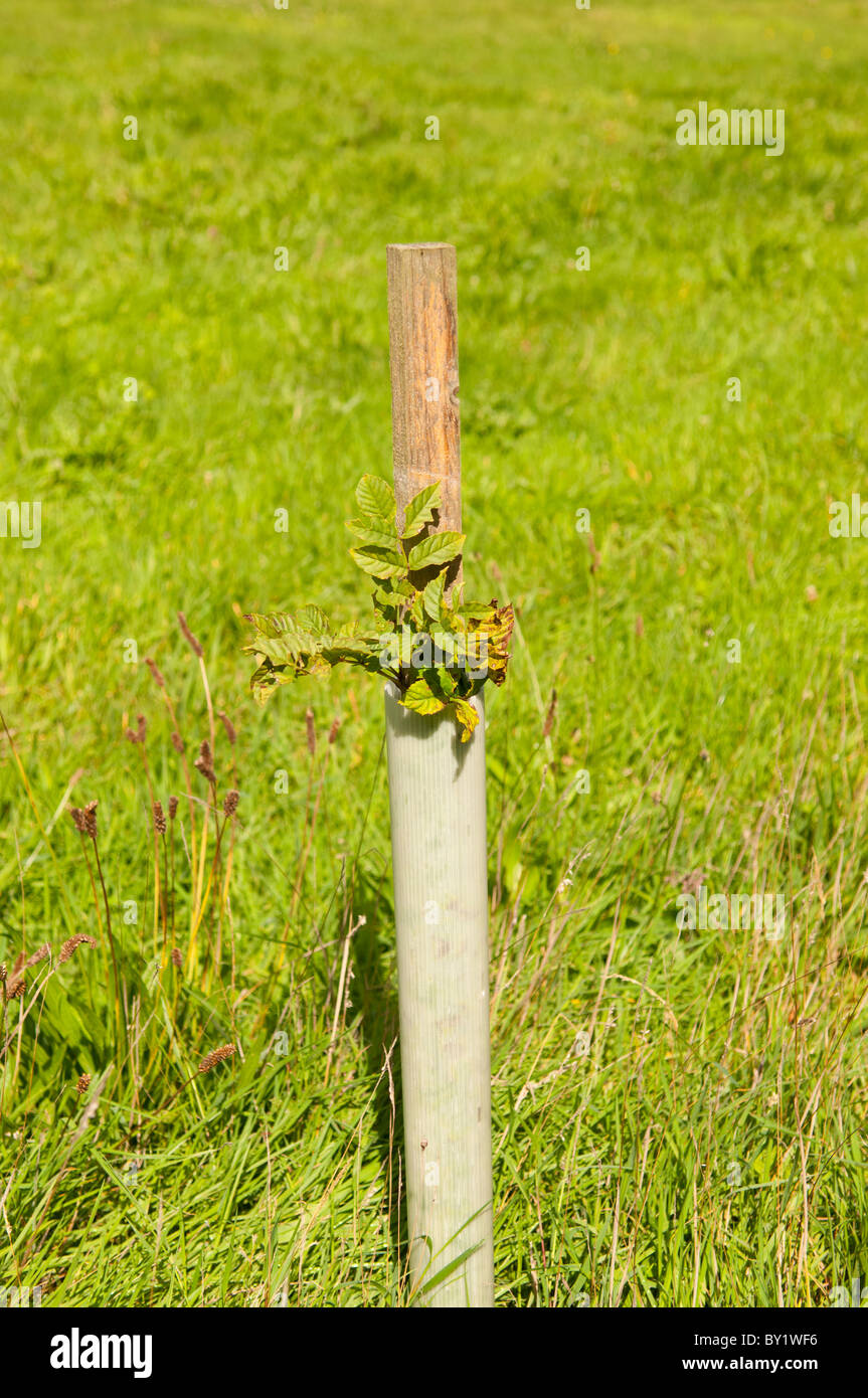 A young tree growing with protection from rabbits and other vermin in ...