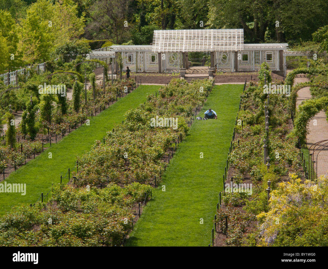 Cranford Rose garden Brooklyn Botanic Garden Stock Photo - Alamy