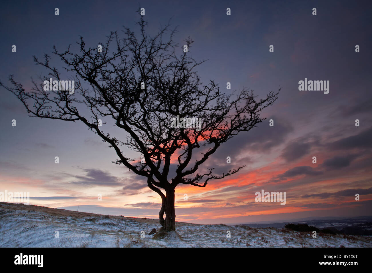 Lone hawthorn tree silhouetted against a dusky sunset sky in snow ...
