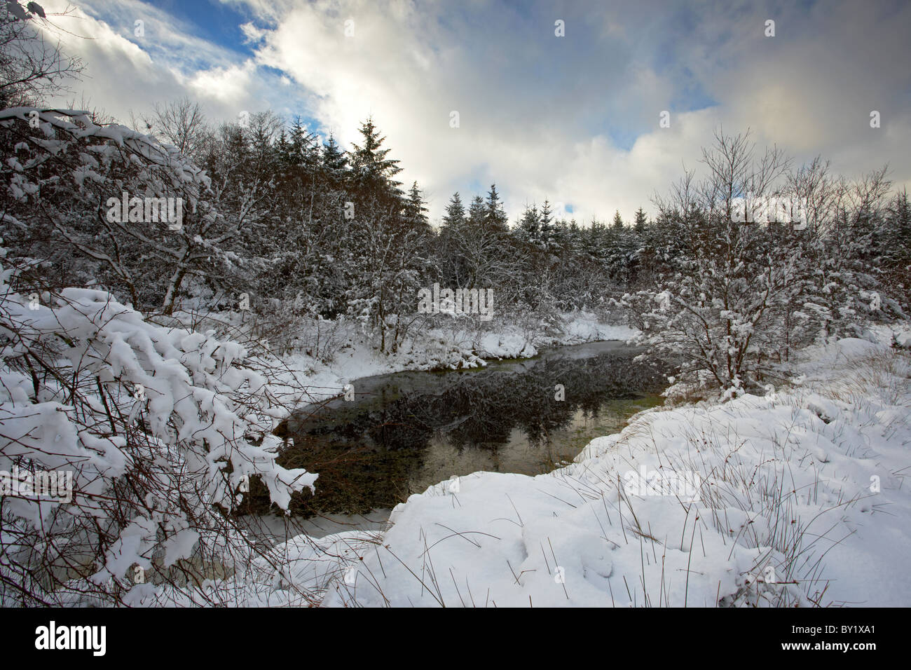 Winter scene beside a small lake in Burrator arboretum on Dartmoor ...