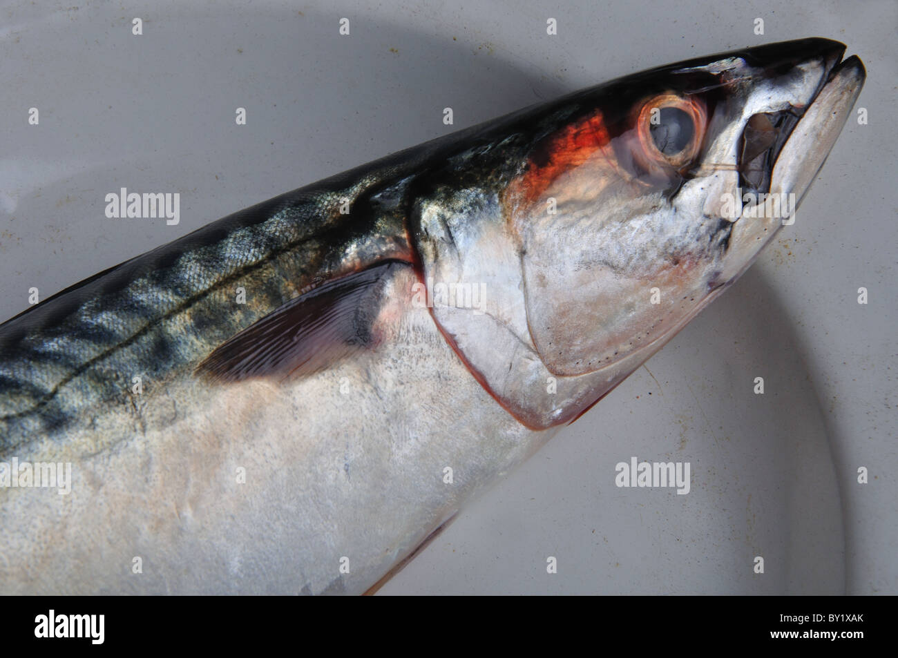 Mackeral hi-res stock photography and images - Alamy