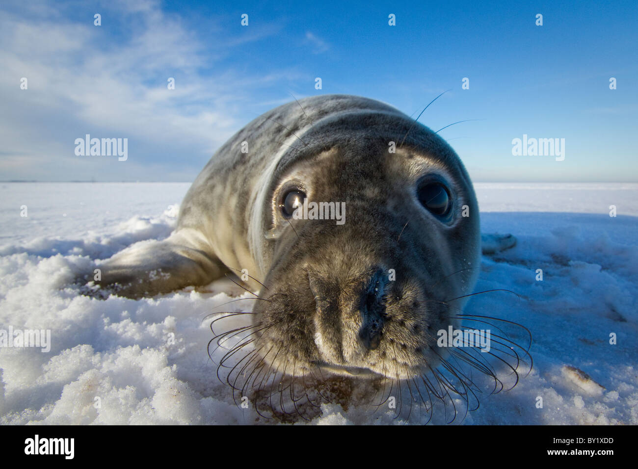 Grey seal pup uk winter hi-res stock photography and images - Alamy