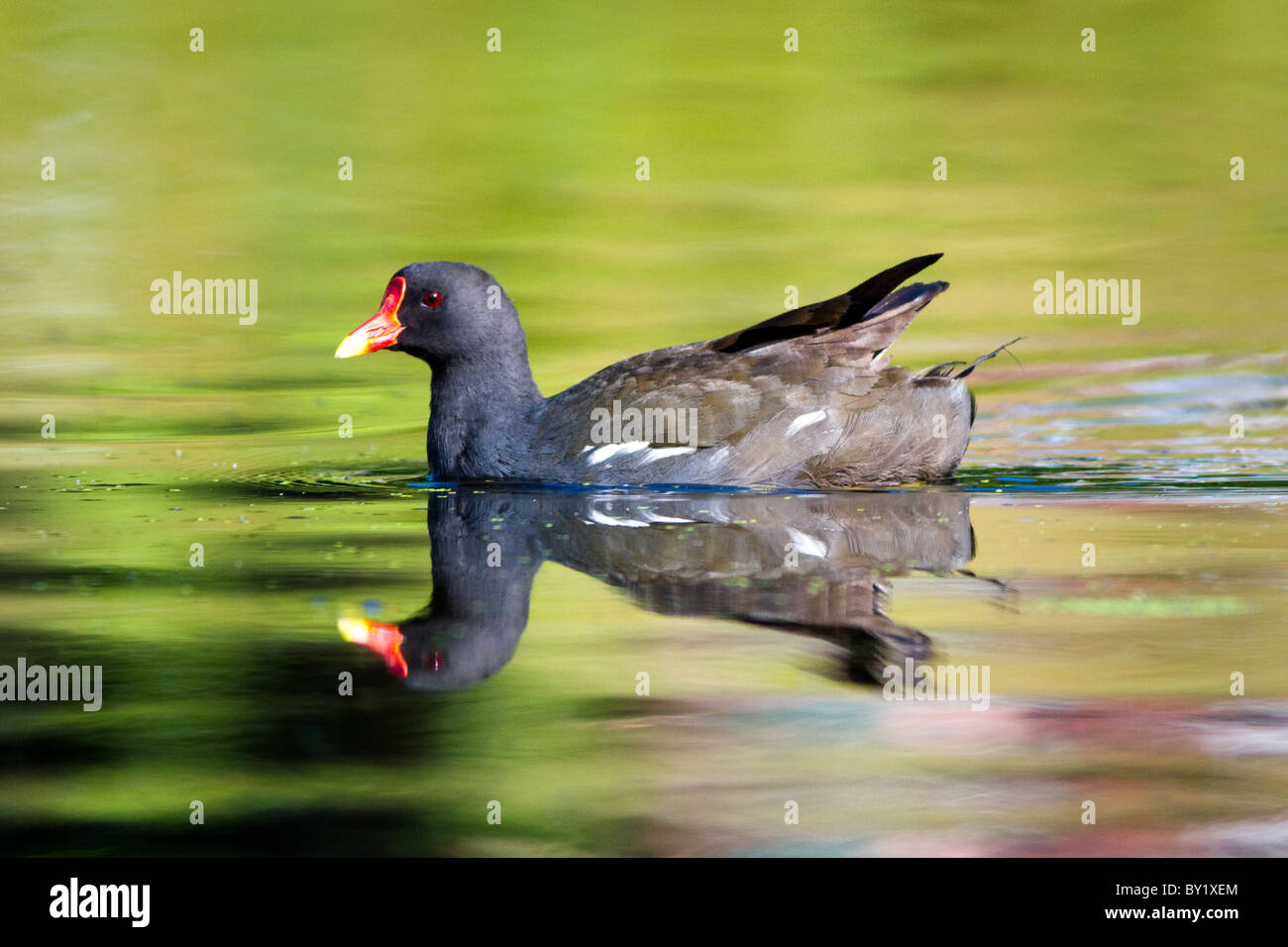 Eurasian common moorhen hi-res stock photography and images - Alamy