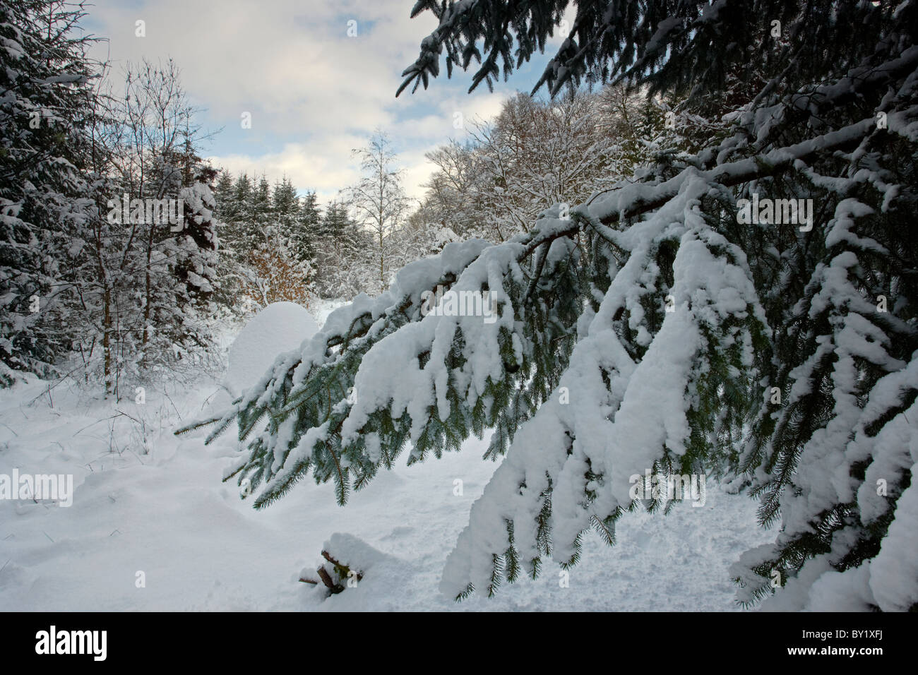 Snow covered pine trees in Burrator arboretum during Winter Dartmoor ...