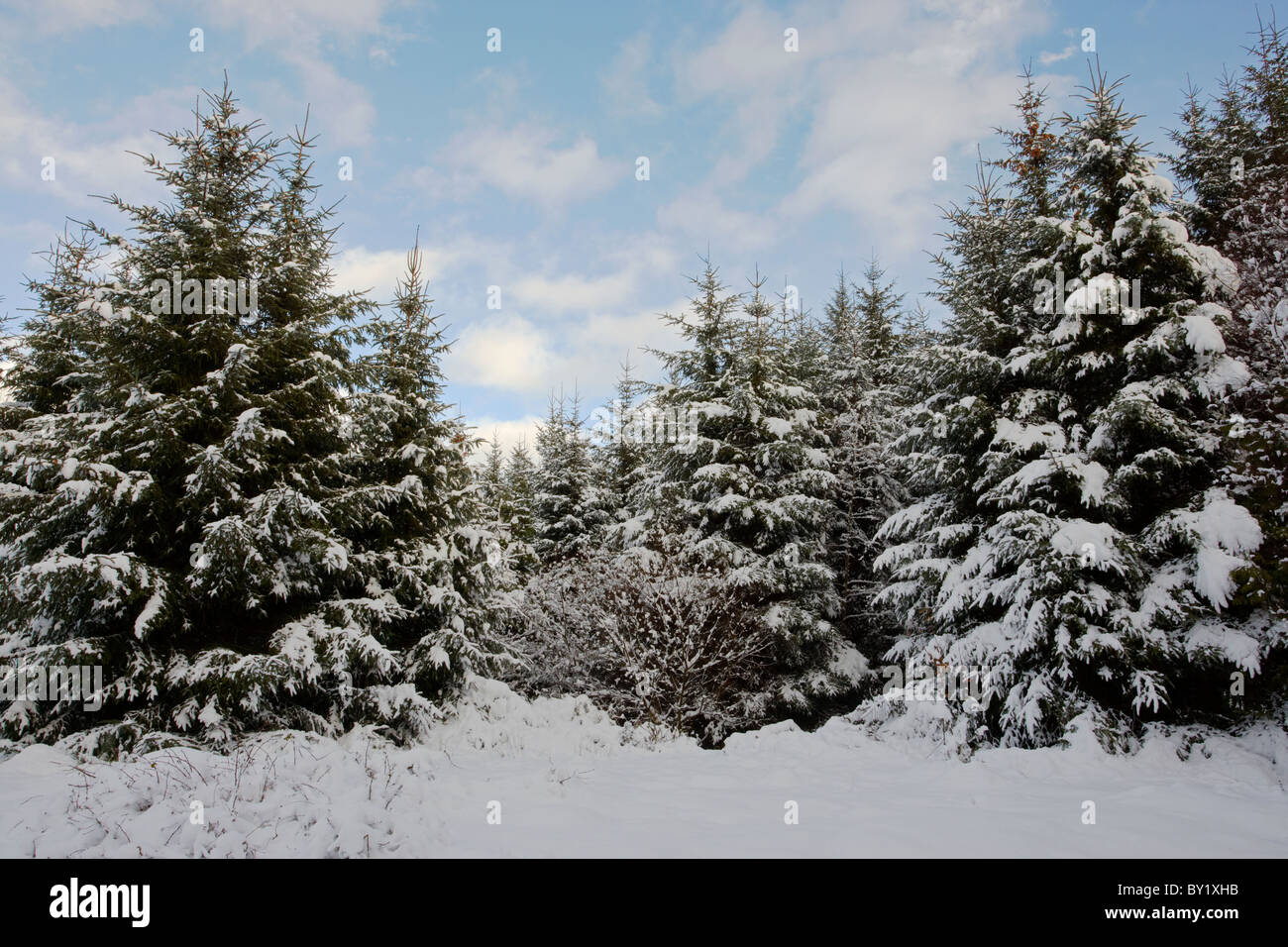 Burrator arboretum hi-res stock photography and images - Alamy
