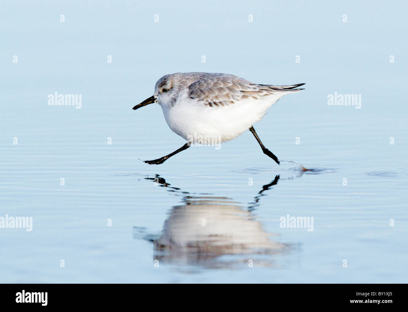 Sanderling running across the beach Stock Photo - Alamy