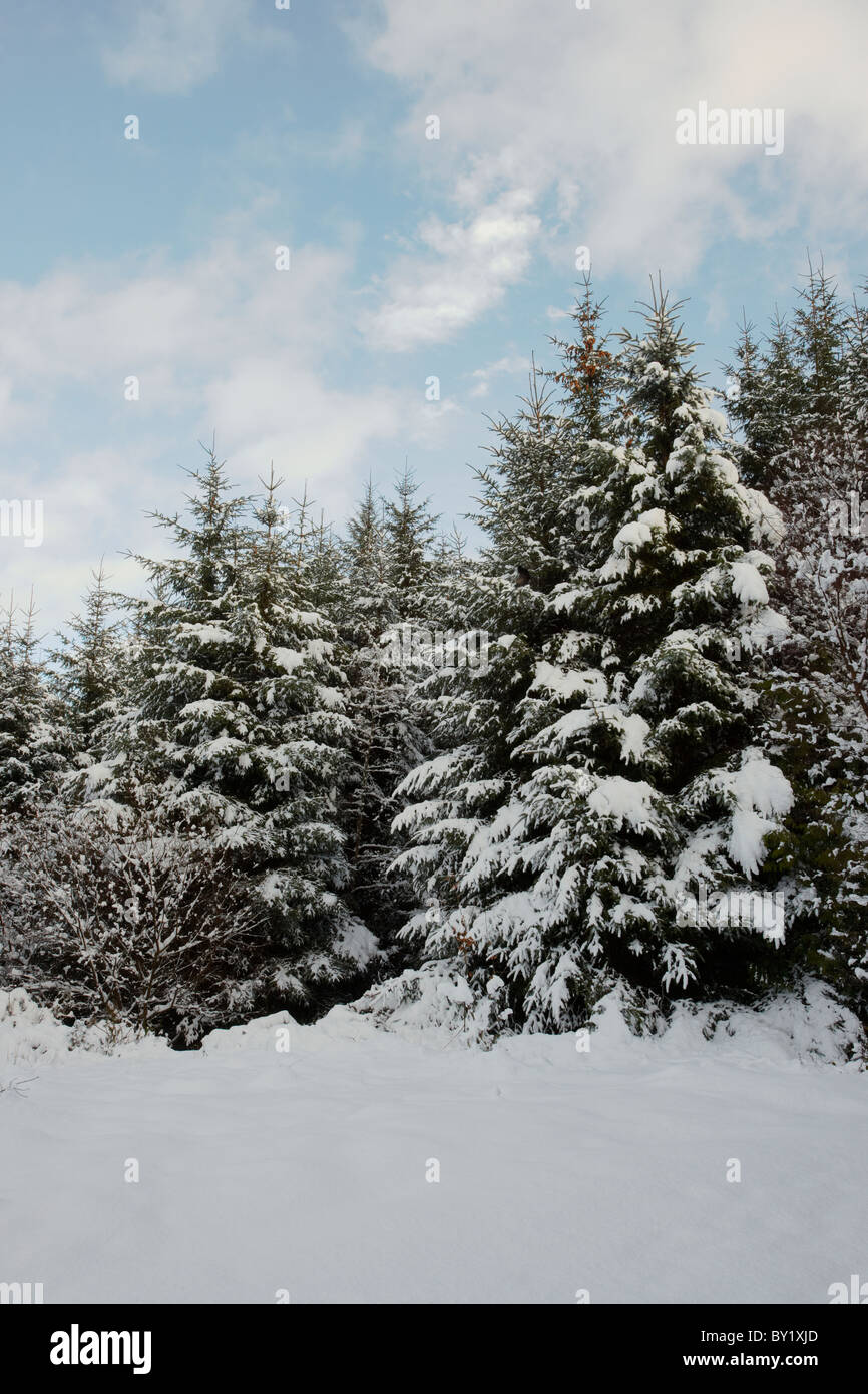 Snow covered pine trees in Burrator arboretum during Winter Dartmoor ...