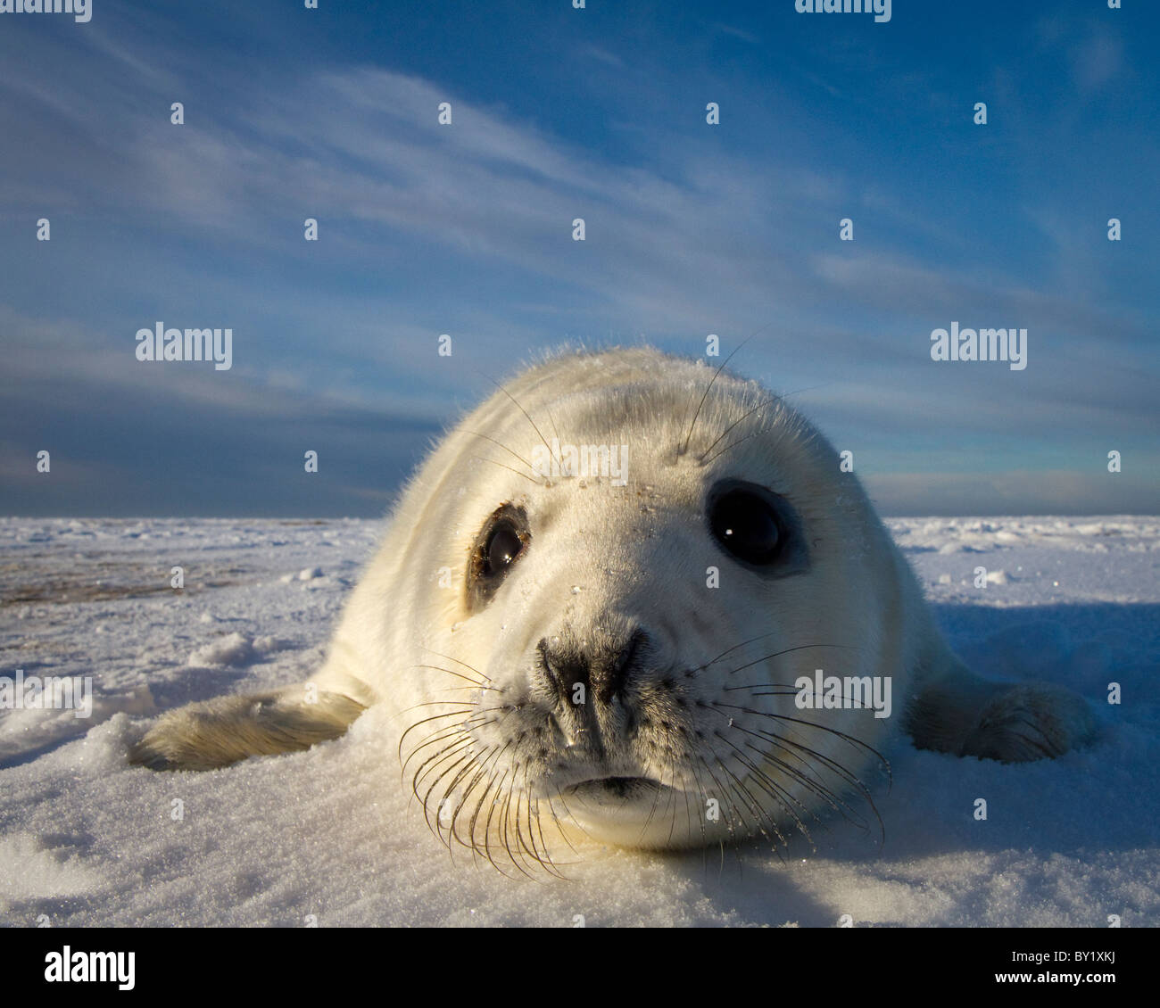 Grey seal pup uk winter hi-res stock photography and images - Alamy