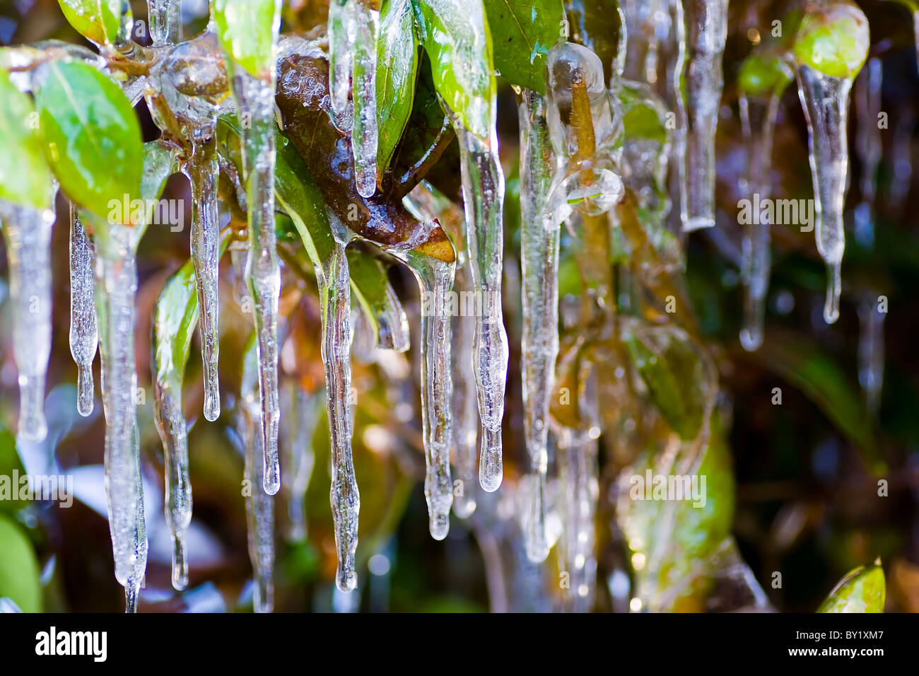 Icicles on a plant Stock Photo - Alamy