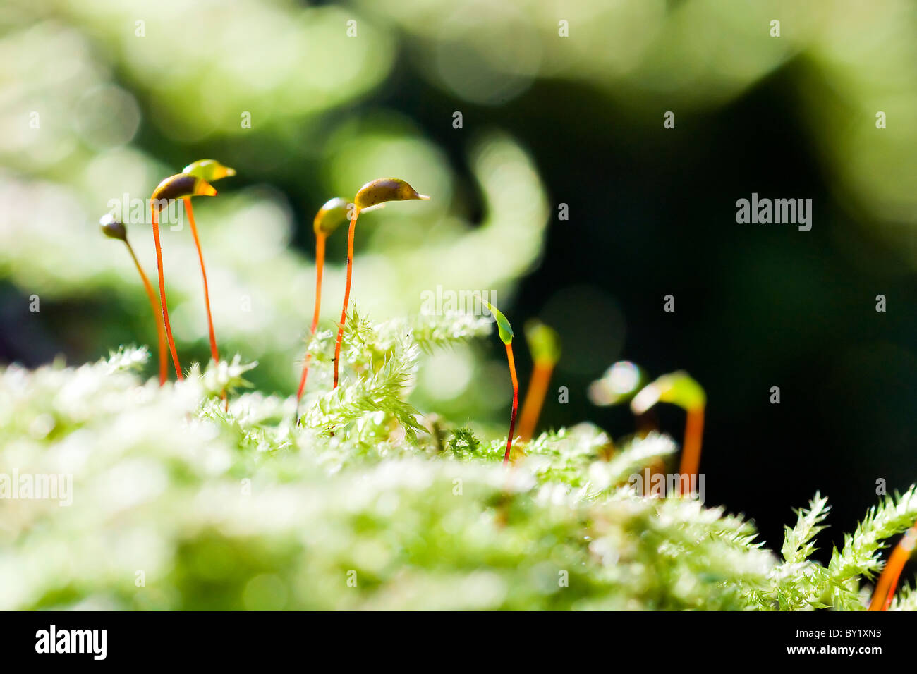 Light shoot hi-res stock photography and images - Alamy