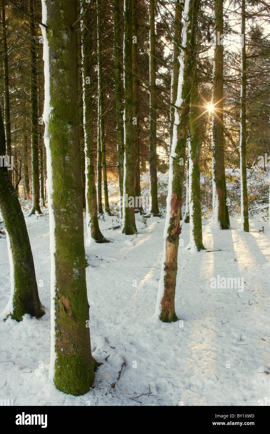 Burrator arboretum hi-res stock photography and images - Alamy