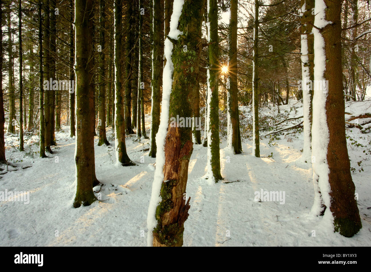 Dartmoor arboretum hi-res stock photography and images - Alamy