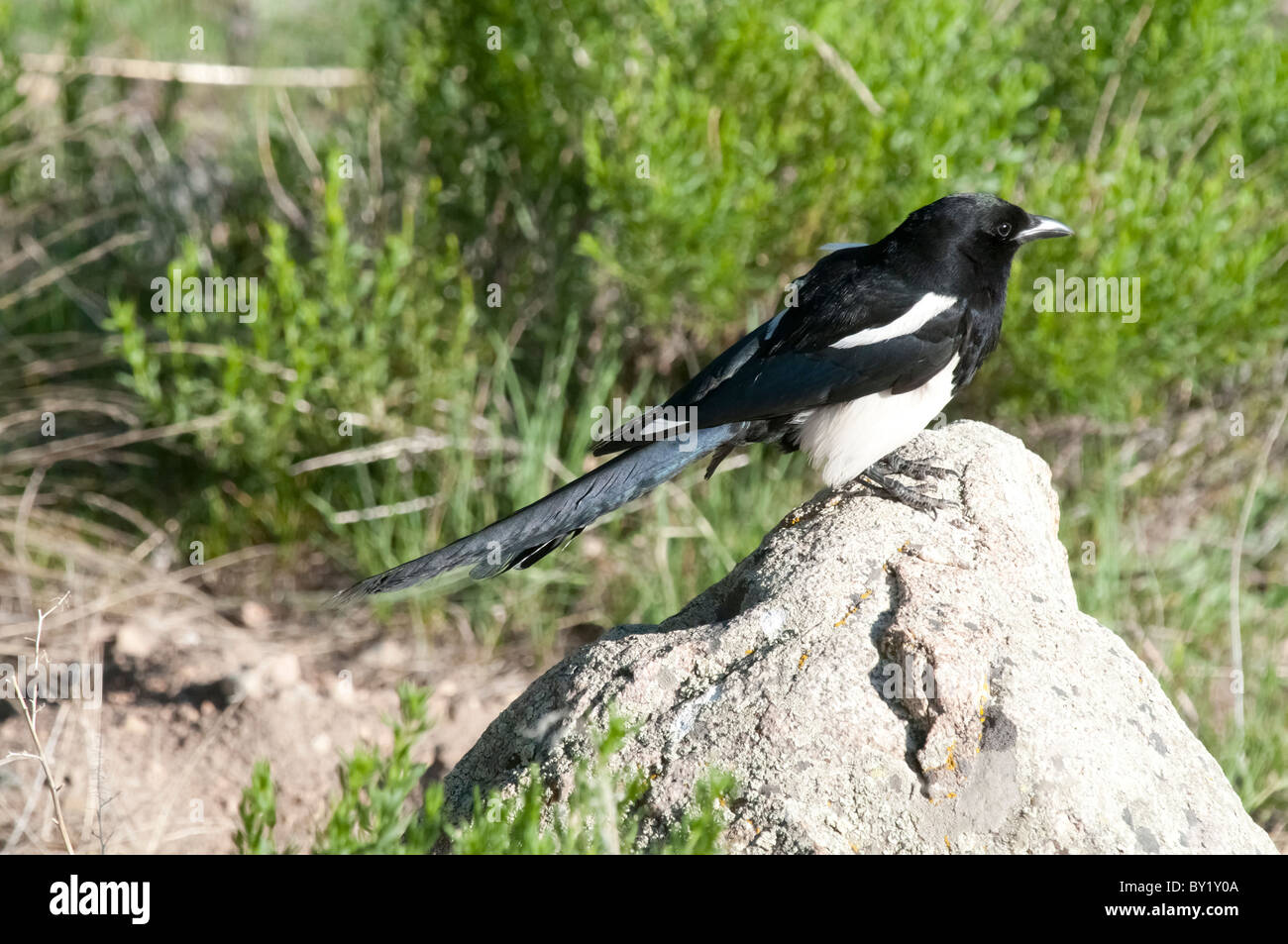 A magpie, scientific name Pica Pica, watches the world from its stone ...