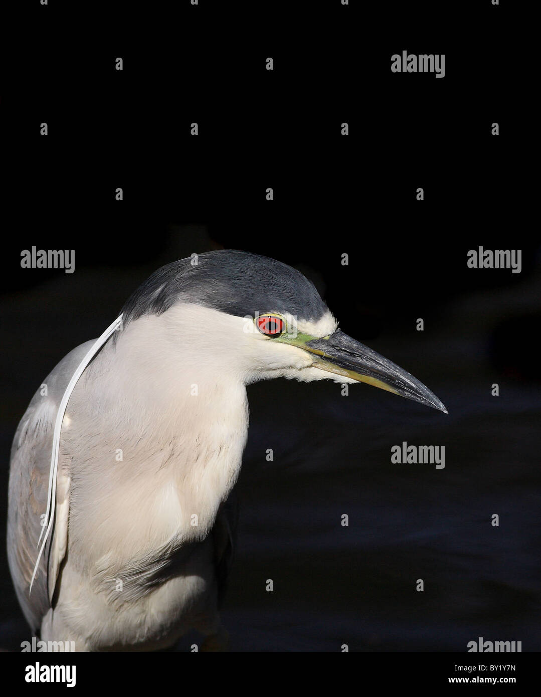 Black-crowned Night-Heron - Nycticorax nycticorax Stock Photo - Alamy