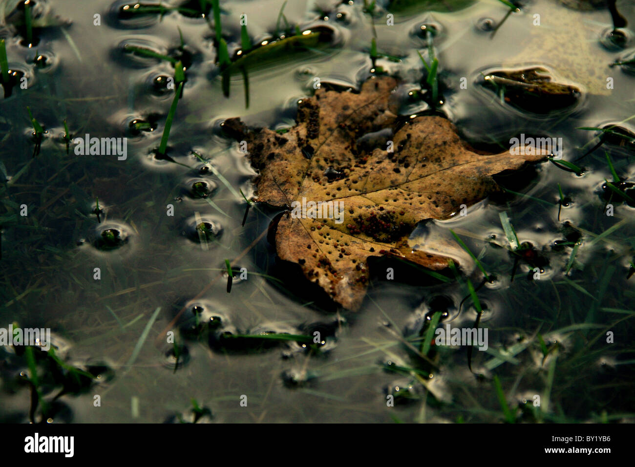 Puddle with leaf hi-res stock photography and images - Alamy