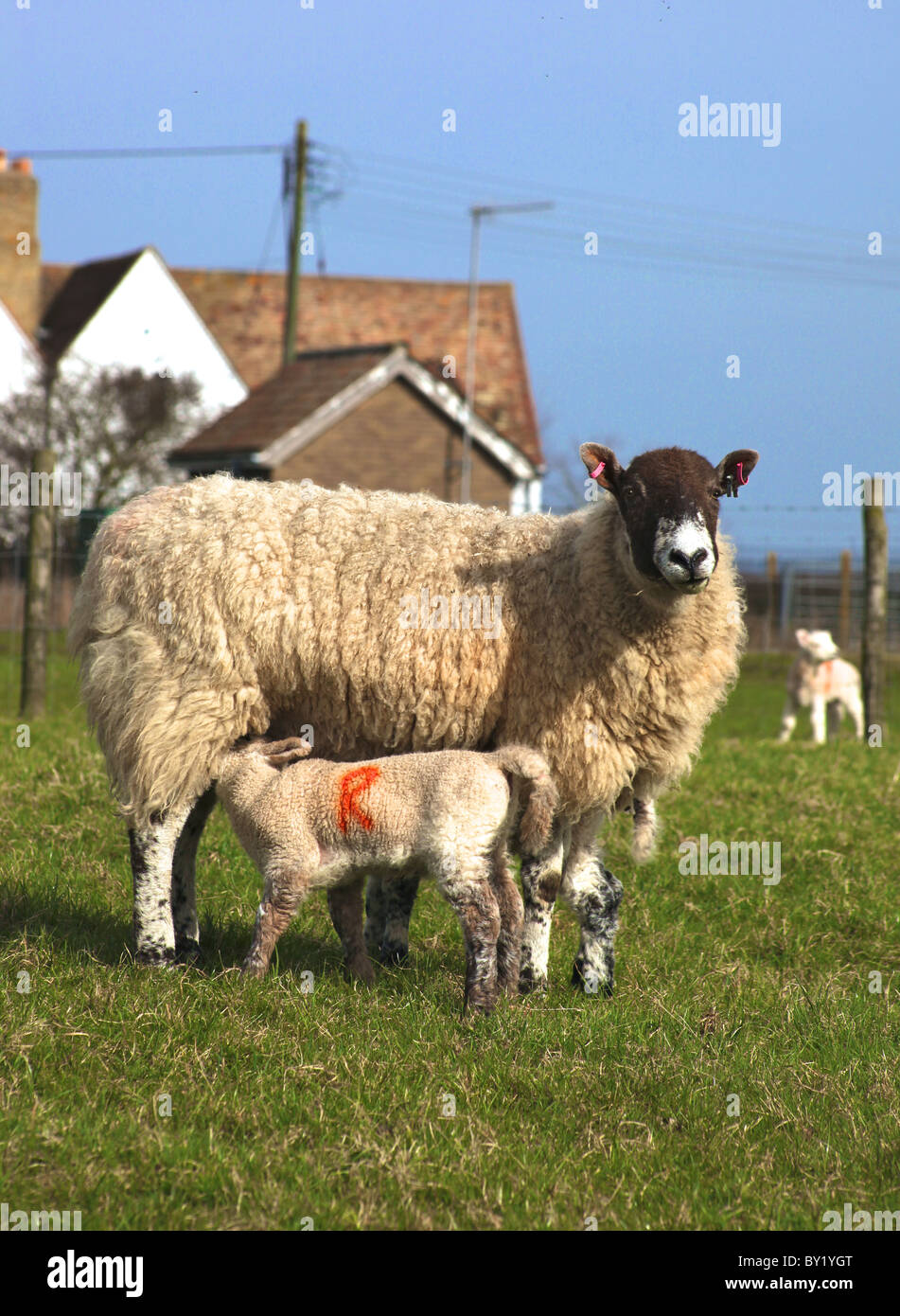 A young lamb feeding from its mother Stock Photo - Alamy