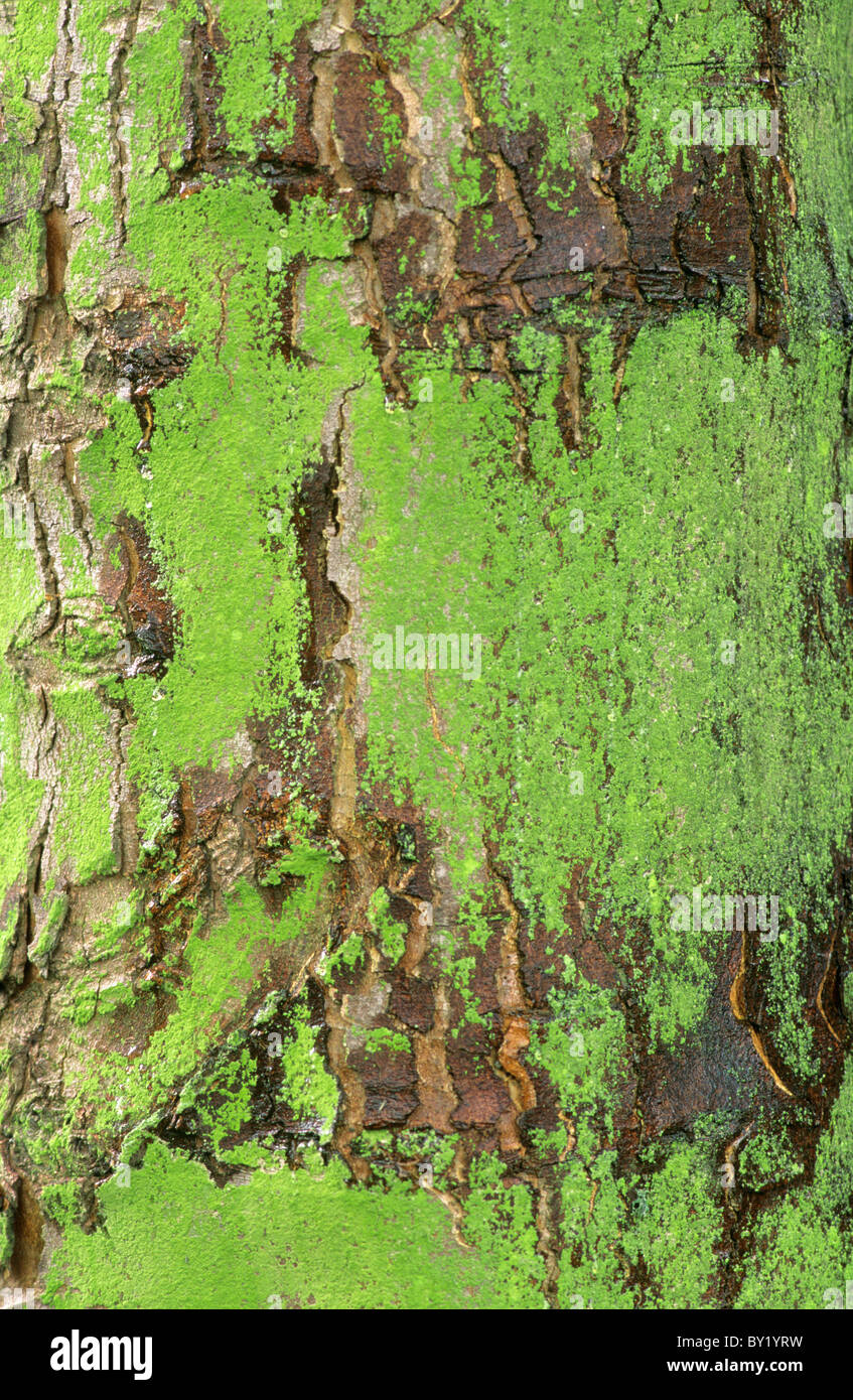 Sycamore bark uk hi-res stock photography and images - Alamy