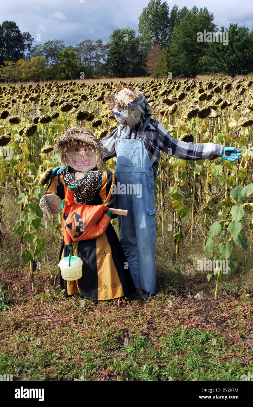 A scarecrow family in a field of sunflowers Stock Photo - Alamy