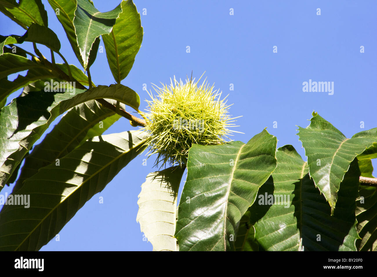 Chestnut tree fruit hi-res stock photography and images - Alamy