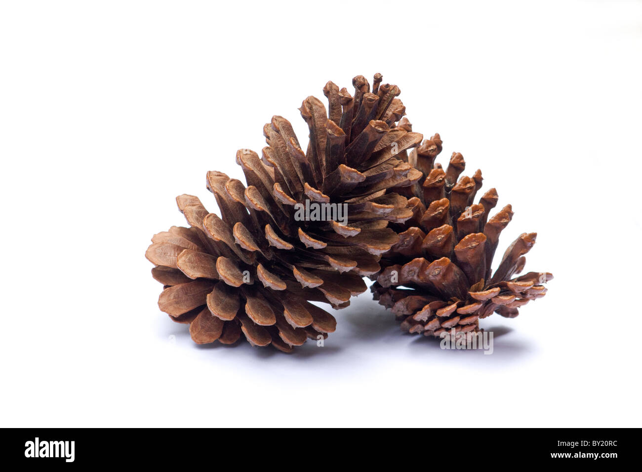Pine cone close-up on white background Stock Photo - Alamy