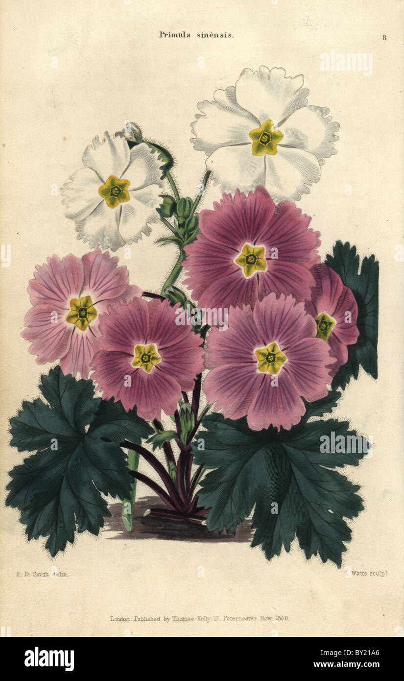 Purple and white flowers of the Chinese primrose, Primula sinensis ...