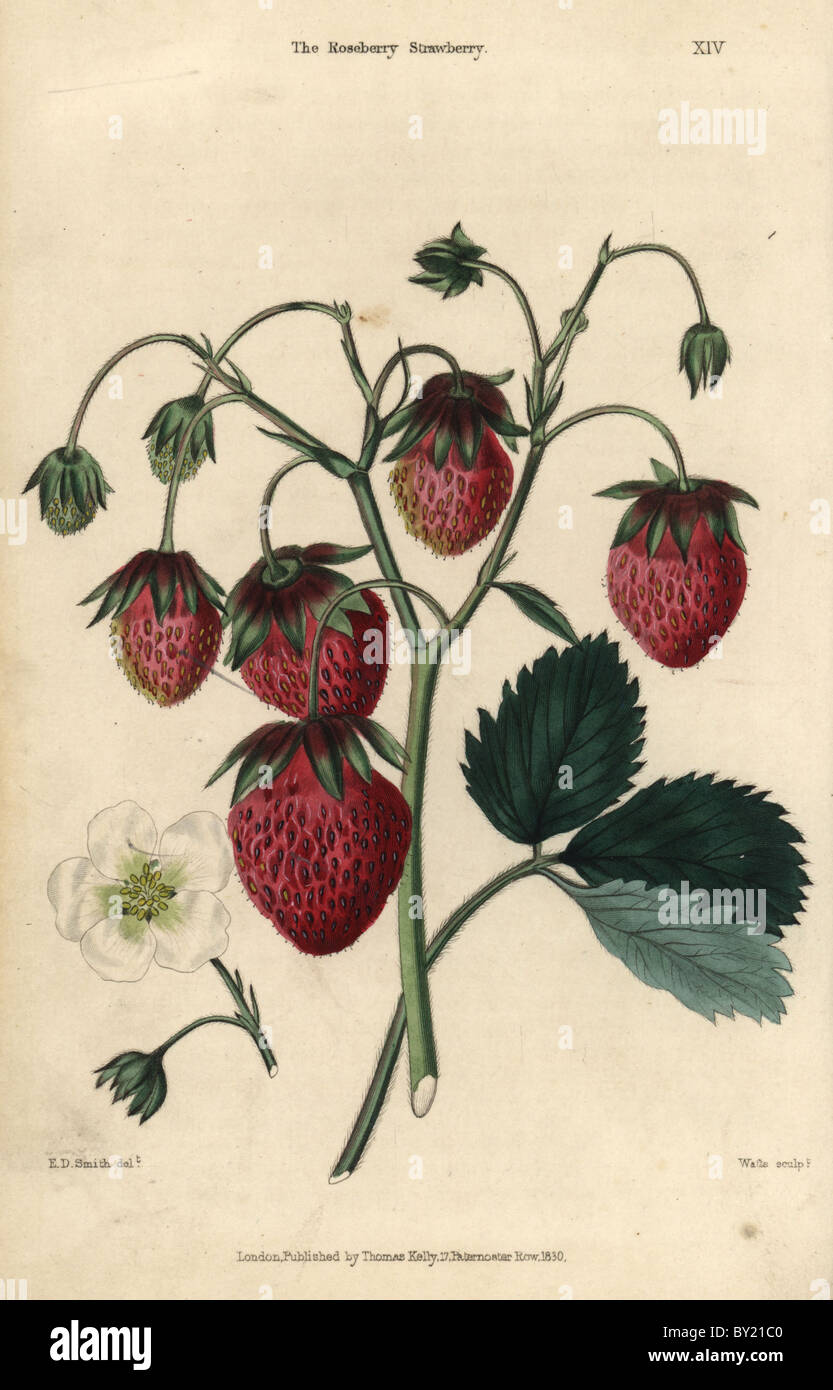 Ripe fruit and flower of the Roseberry Strawberry, Fragaria × ananassa ...