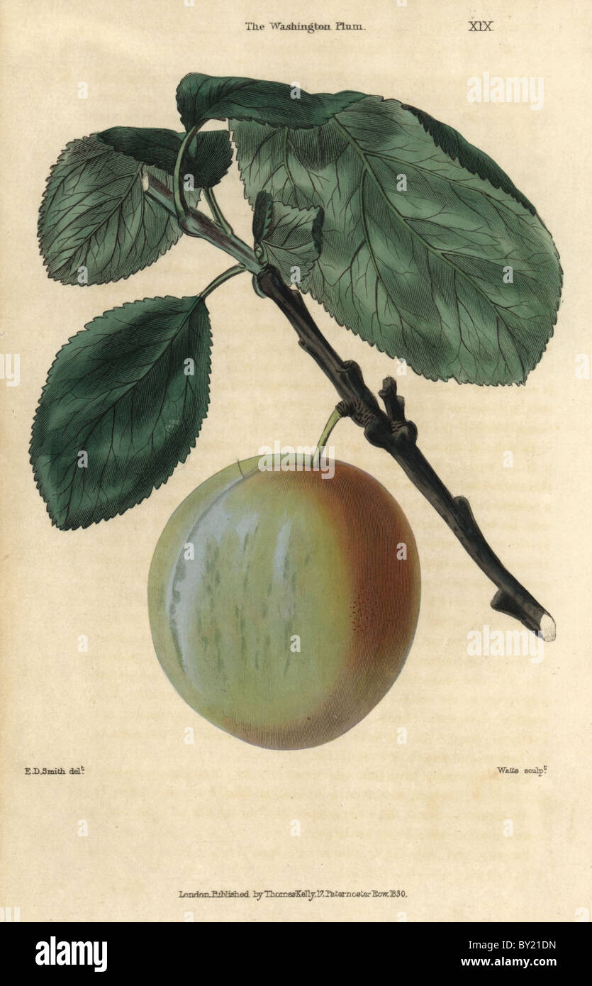 Ripe fruit and leaves of the Washington plum, Prunus domestica Stock ...