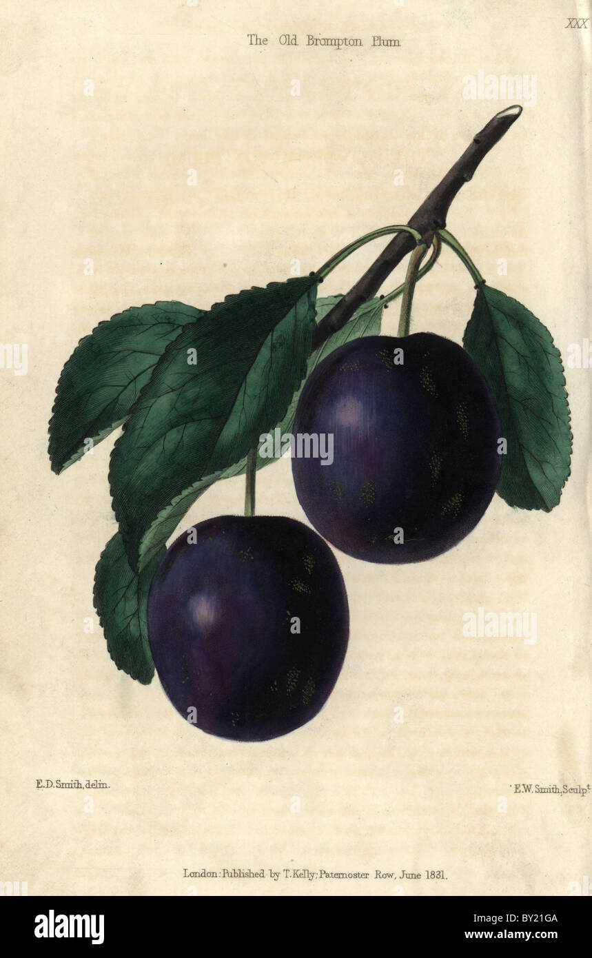 Ripe blue purple Old Brompton Plum, Prunus domestica Stock Photo - Alamy