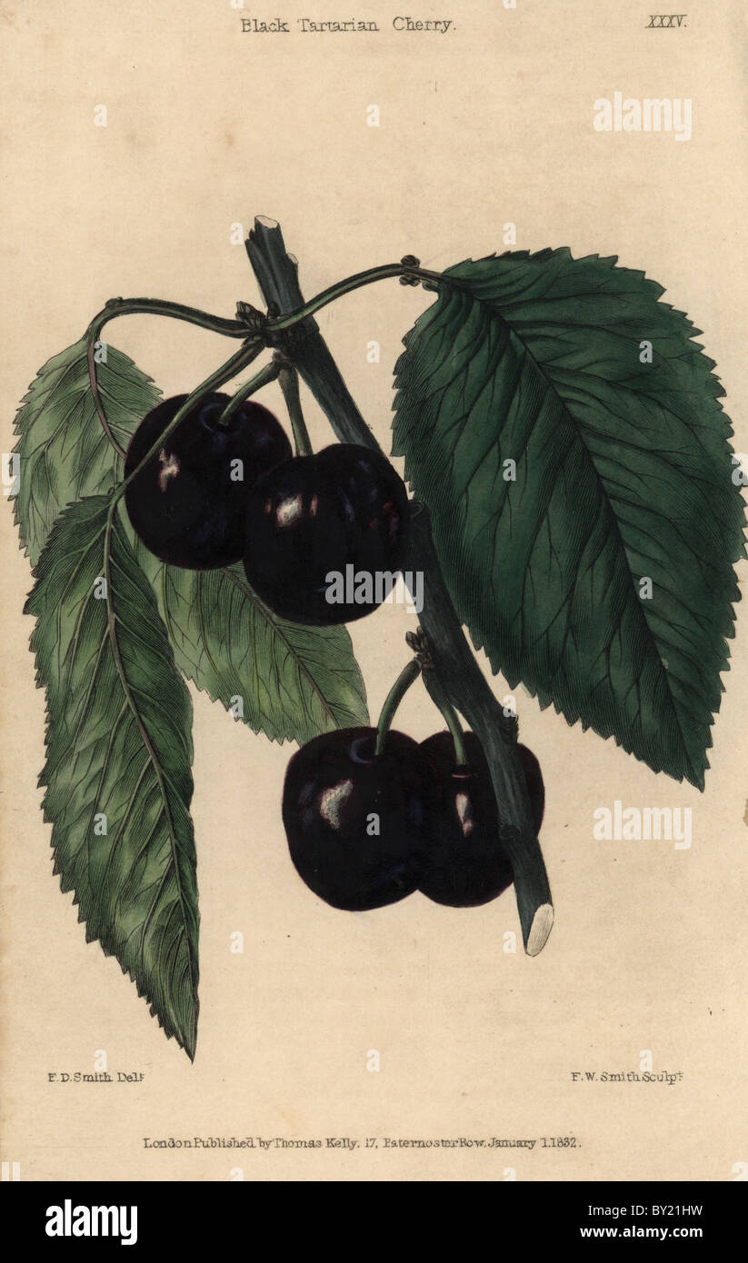Ripe fruit and leaves of the Black Tartarian Cherry, Prunus species ...