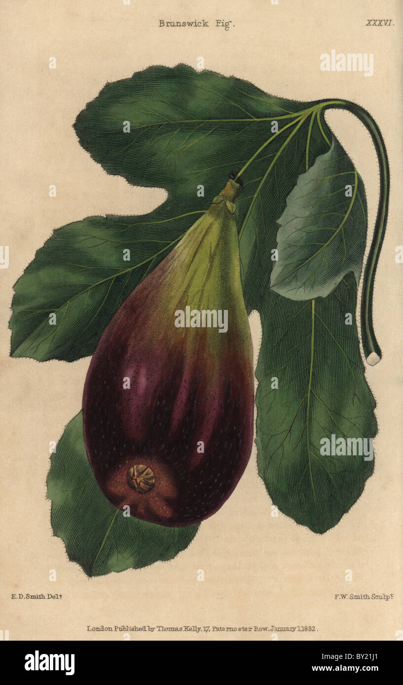 Illustration of ficus carica hi-res stock photography and images - Alamy