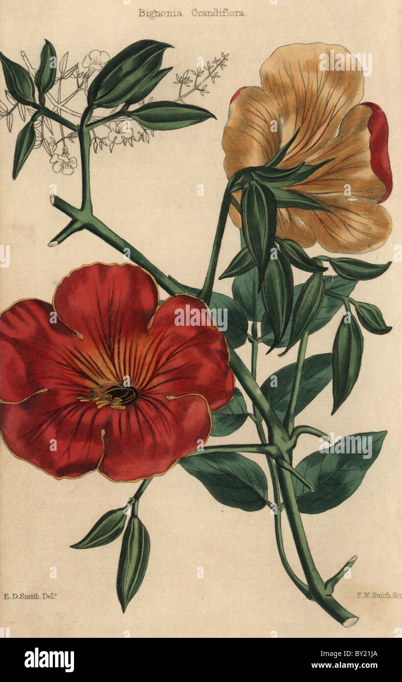 Scarlet flowered trumpet-flower, Bignonia grandiflora Stock Photo - Alamy