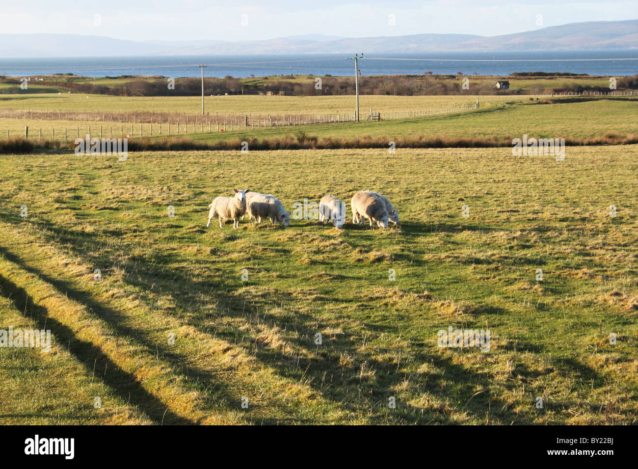 Field with sheep Stock Photo - Alamy