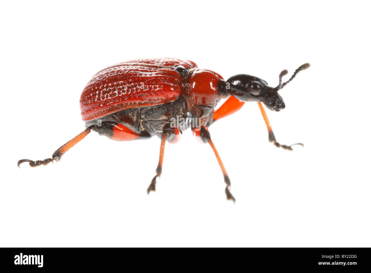 Hazel Leaf-roller Weevil (Apoderus coryli). Powys, Wales Stock Photo ...