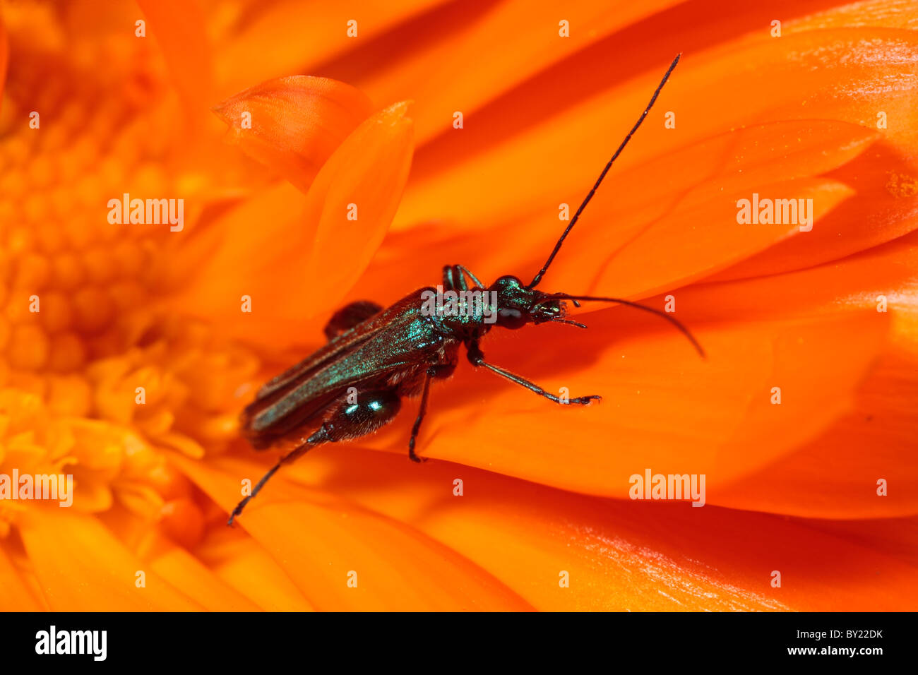 Thick-legged Flower Beetle (Oedemera nobilis) feeding on an Orange ...