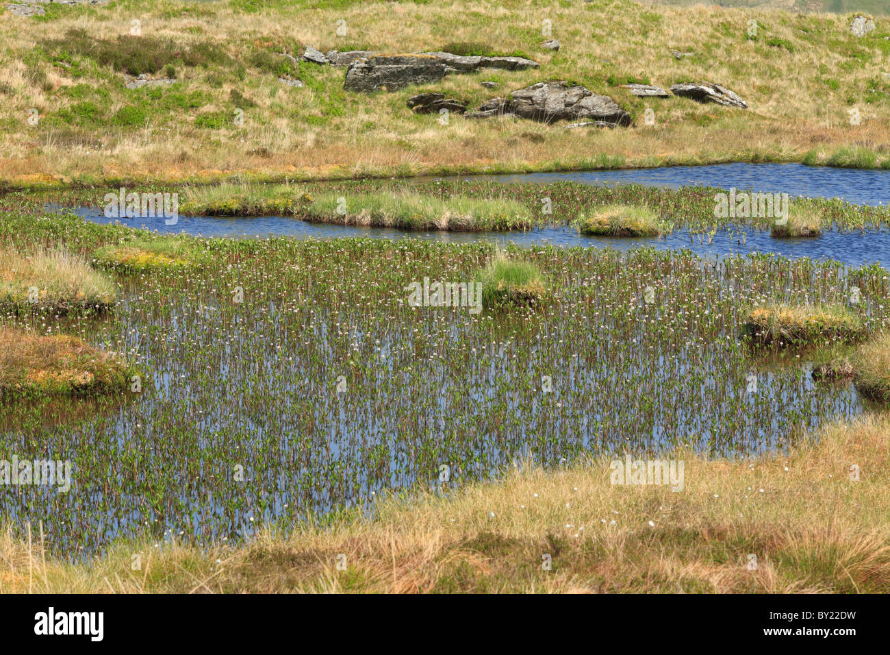 Bogbean (Menyanthes trifoliata) flowering in an upland bog pool ...