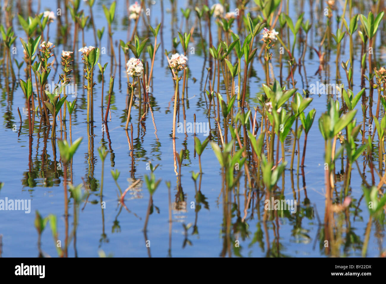 Bogbean (Menyanthes trifoliata) flowering in an upland bog pool ...