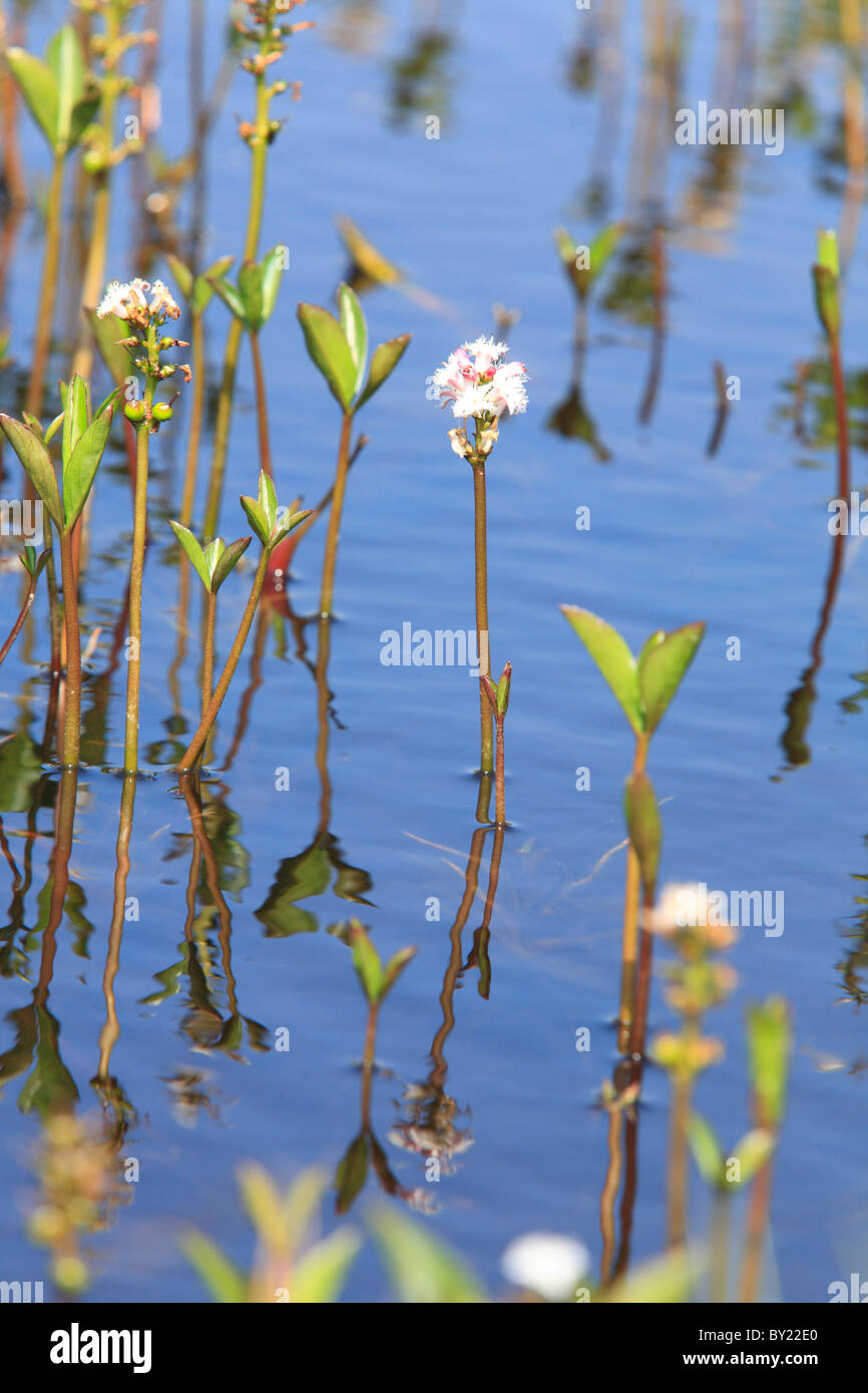 Bogbean (Menyanthes trifoliata) flowering in an upland bog pool ...