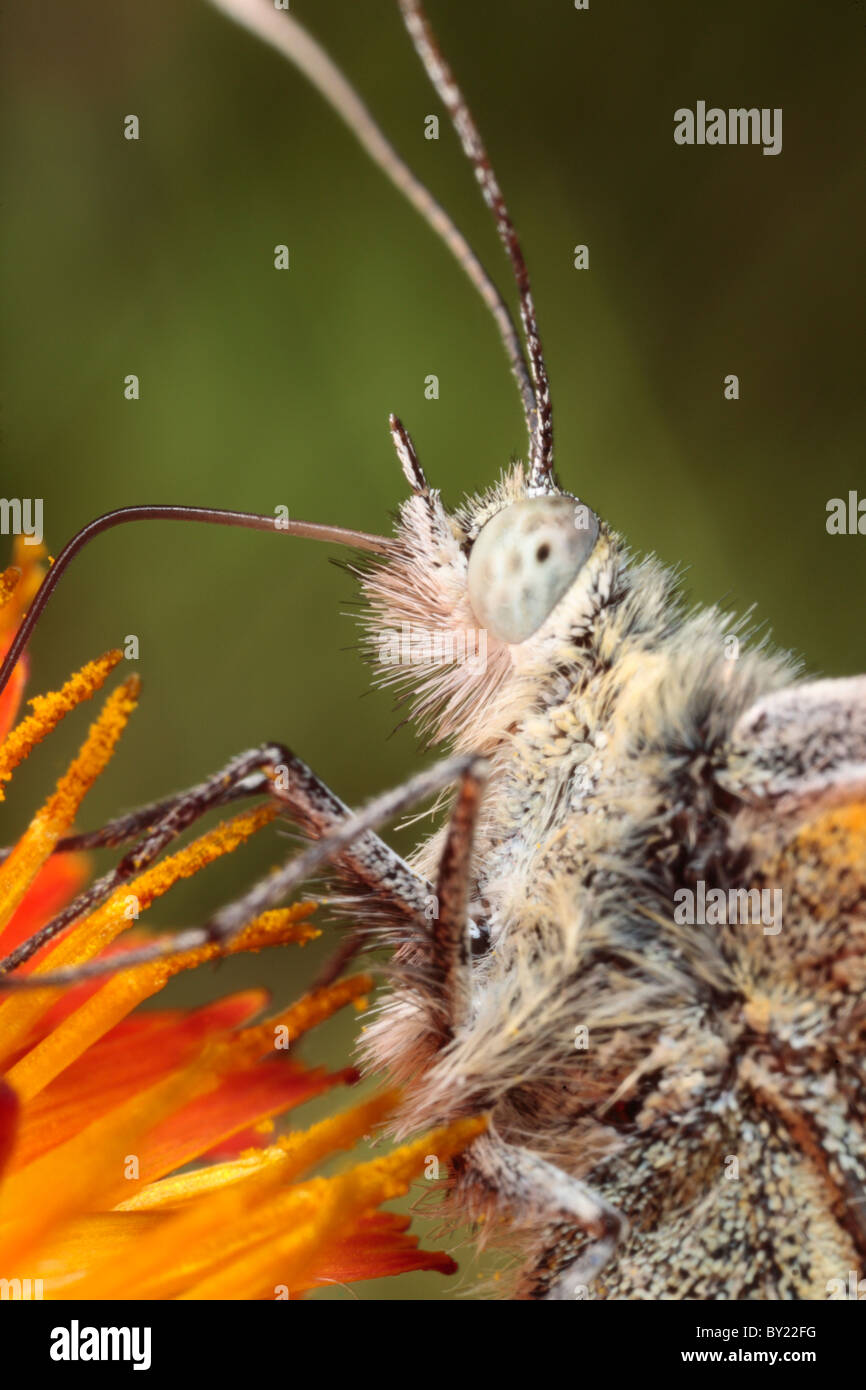 Green-veined White butterfly (Pieris napi) feeding on Orange Hawkbit ...