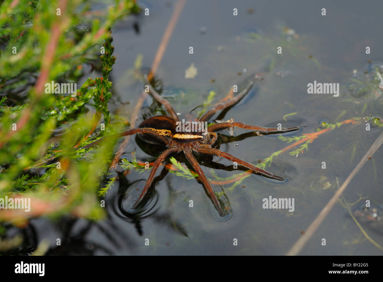 Raft spider hi-res stock photography and images - Alamy
