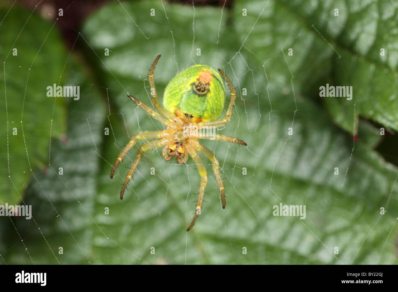 Cucumber spider (Araniella cucurbitina) in usual position hanging on ...