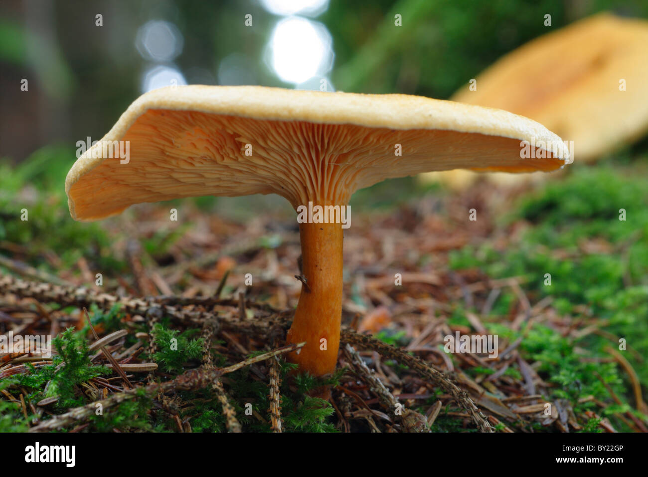False Saffron Milkcap fungi (Lactarius deterrimus) growing under Sitka ...