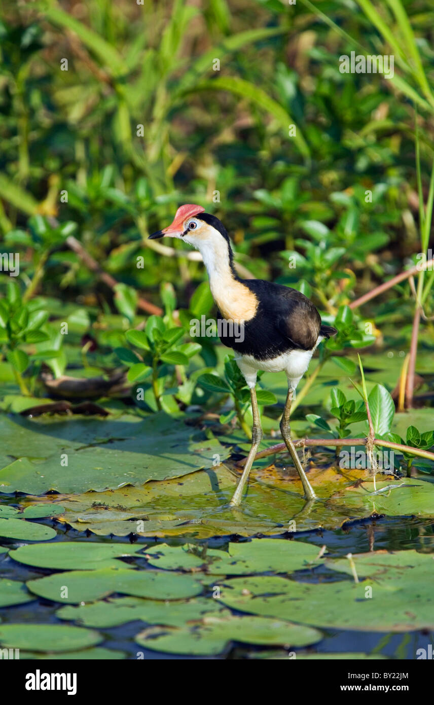 Australia, Northern Territory, Kakadu National Park, Cooinda. Comb ...
