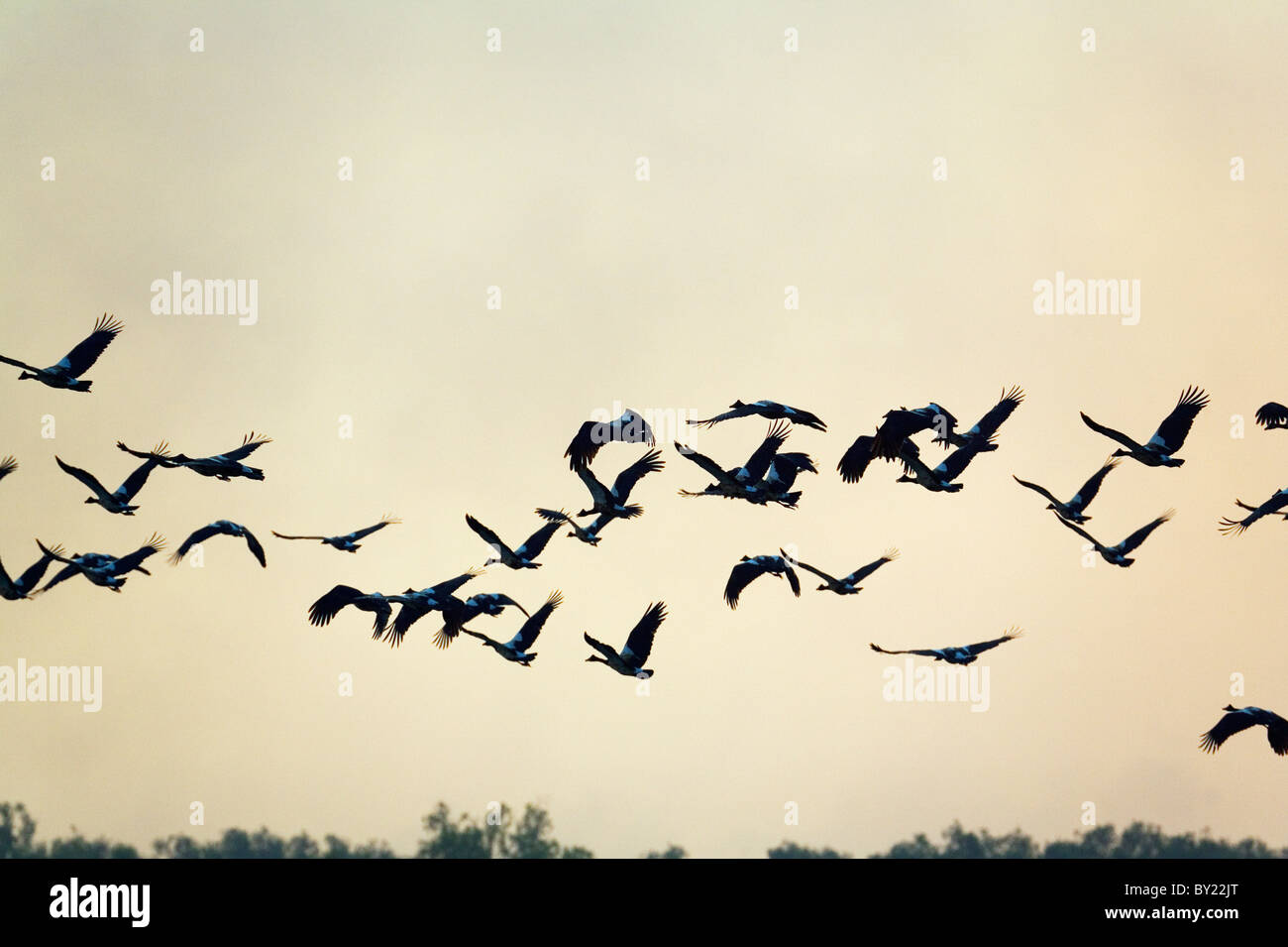 Native Geese High Resolution Stock Photography and Images - Alamy