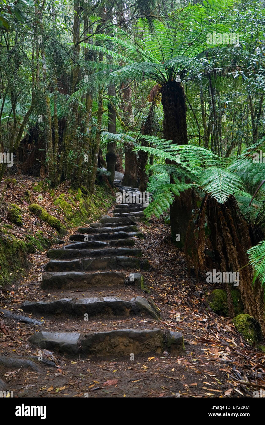 Australia, Tasmania, Mt Field National Park. Walking trail in Mt Field ...