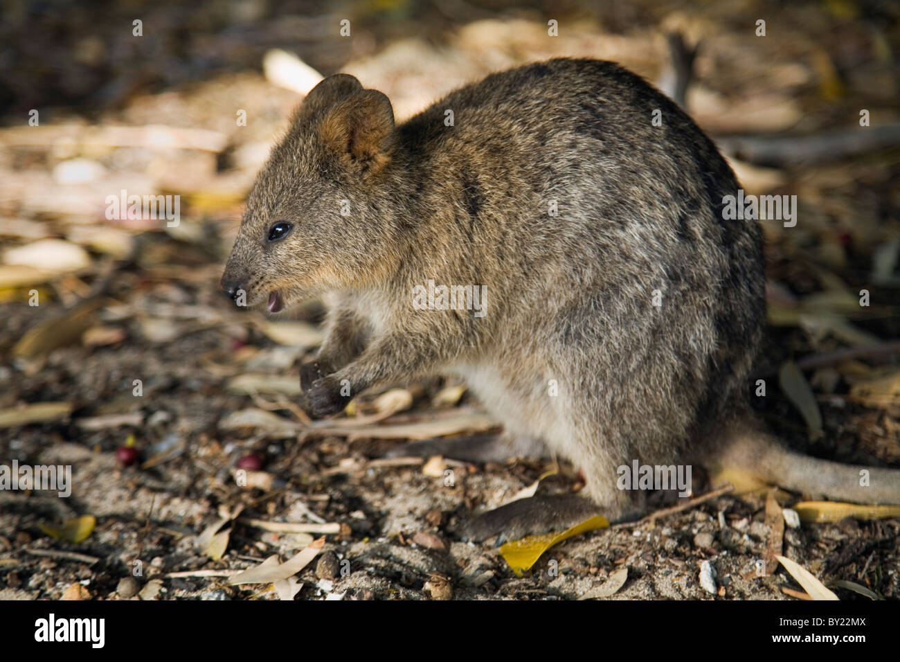 Australia, Western Australia, Rottnest Island. A Quokka (Setonix ...