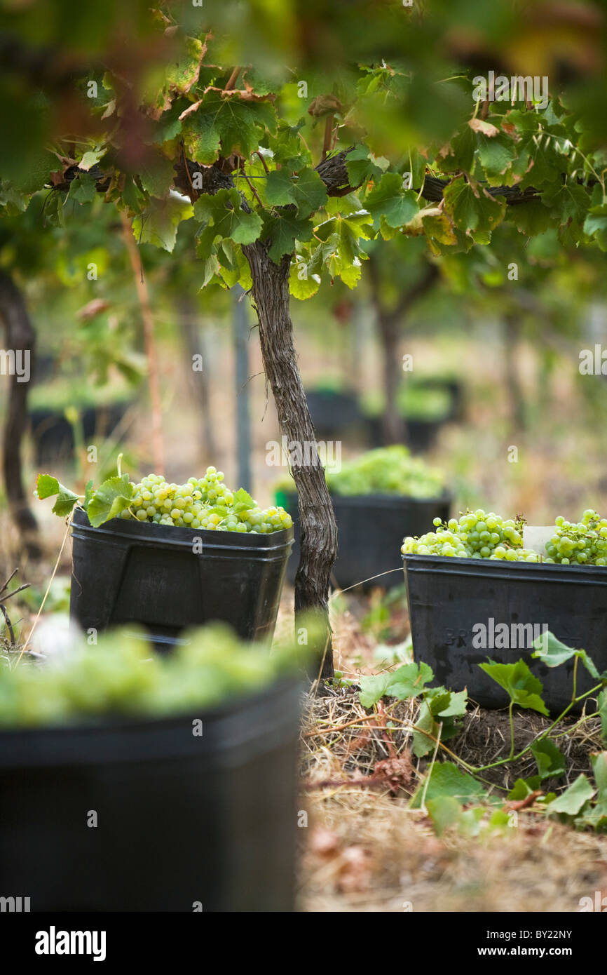 Australia, Western Australia, Margaret River, Wilyabrup. Hand picked ...