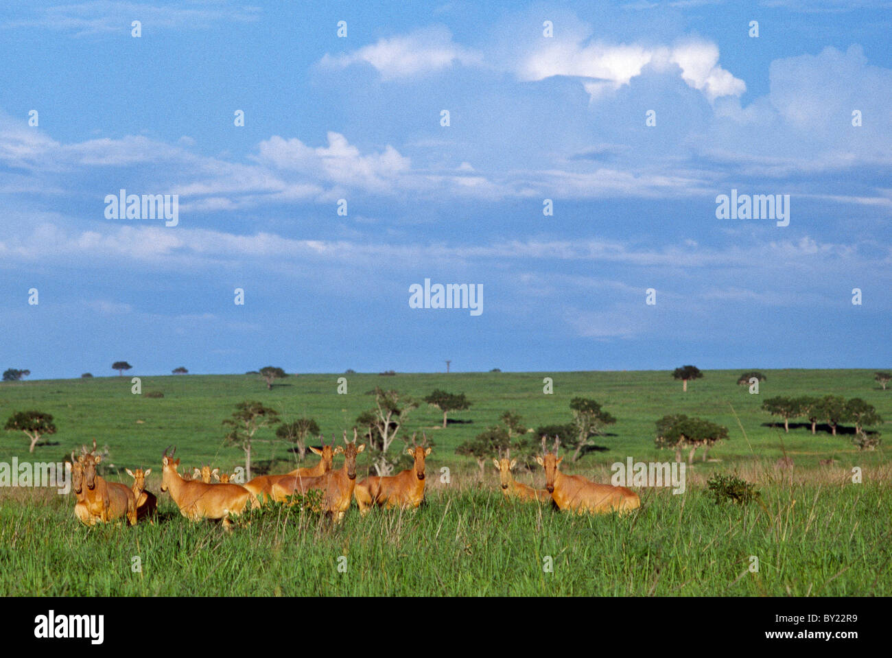 A herd of Lelwel's Kongoni, or Hartebeest, in the lush grasslands of ...