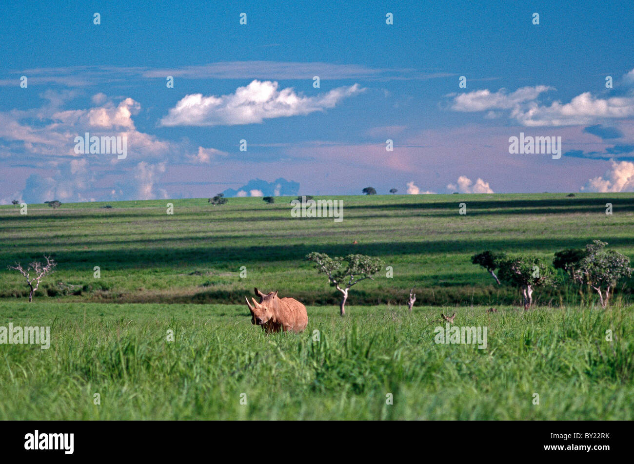 Garamba national park congo hi-res stock photography and images - Alamy